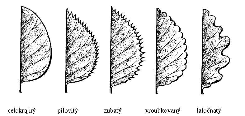 Obrázek: Okraje čepelí celistvých listů
