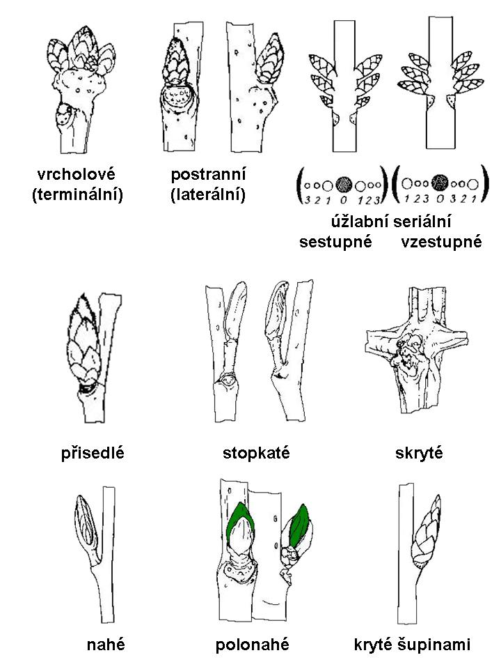 Obrázek: Typy pupenů