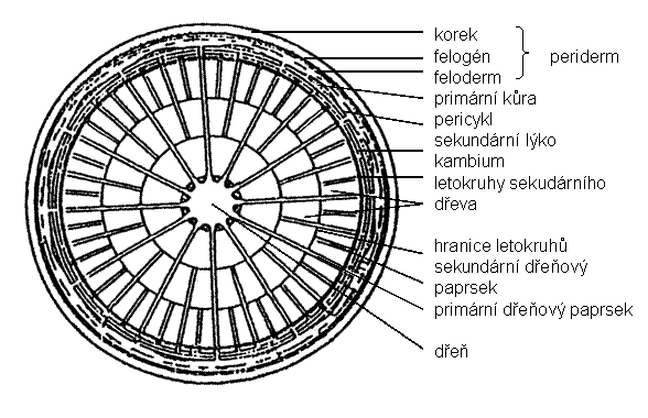 Obrázek: Schéma sekundární stavby stonku