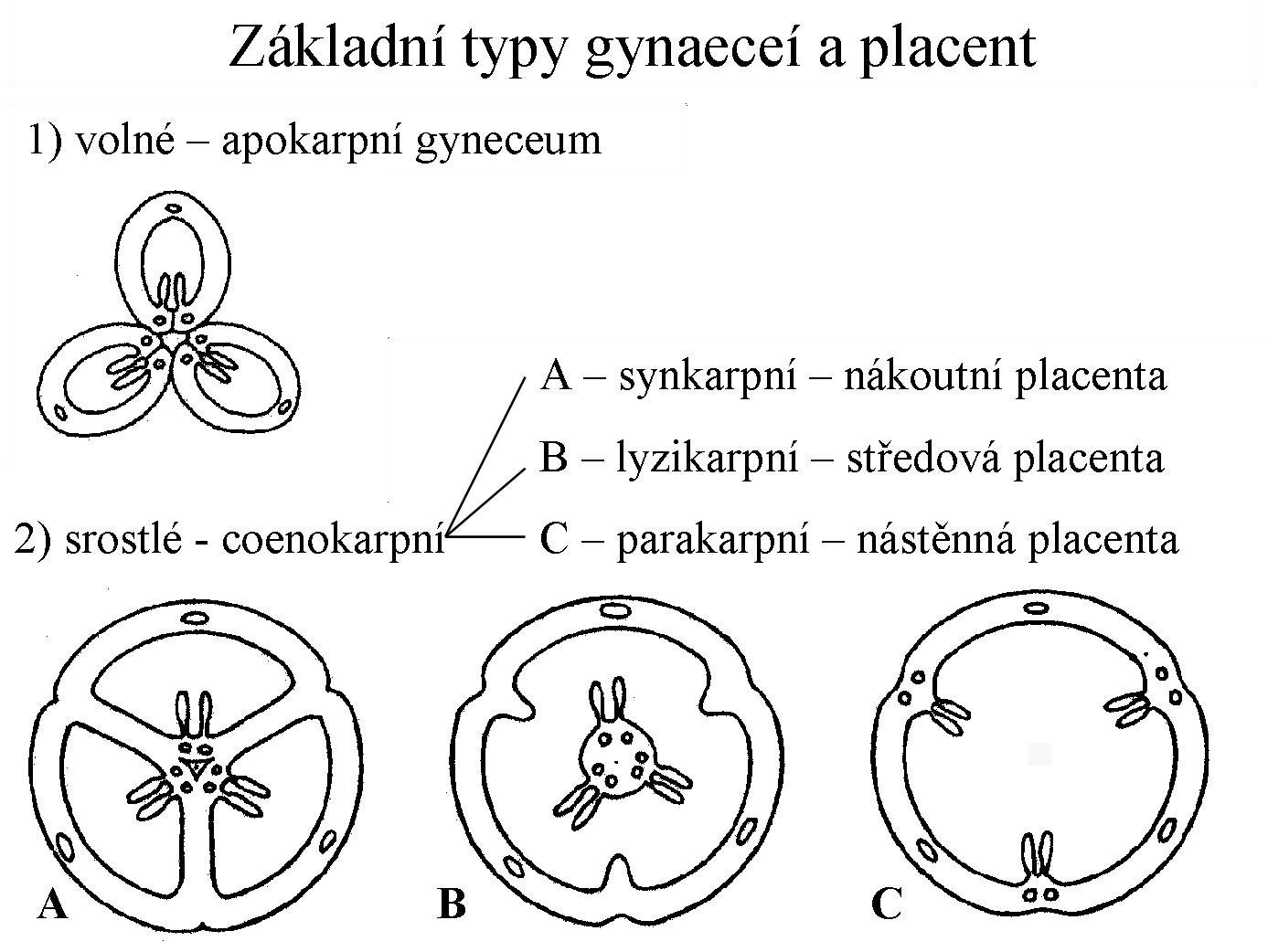 Obrázek: Základní typy gyneceí a placentace