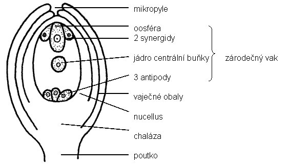 Obrázek: Schéma přímého vajíčka se zárodečným vakem