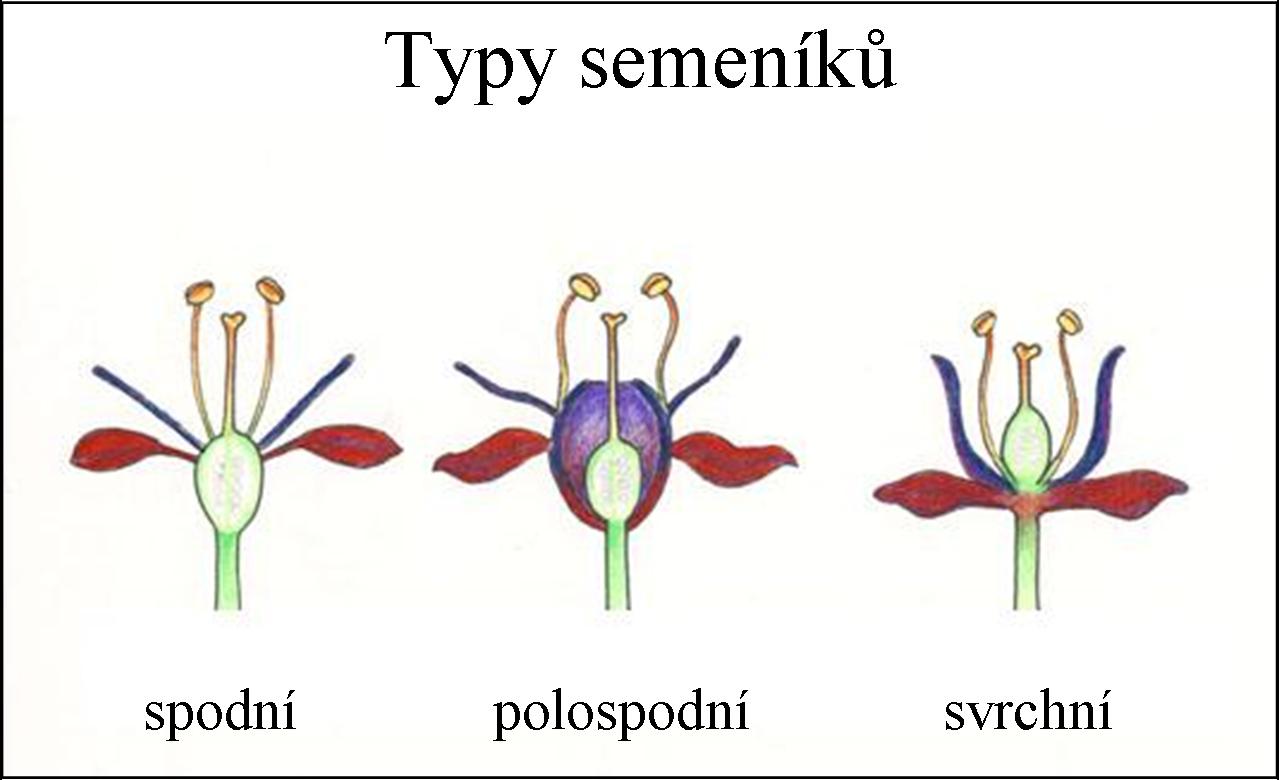 Obrázek: Typy semeníků v květu