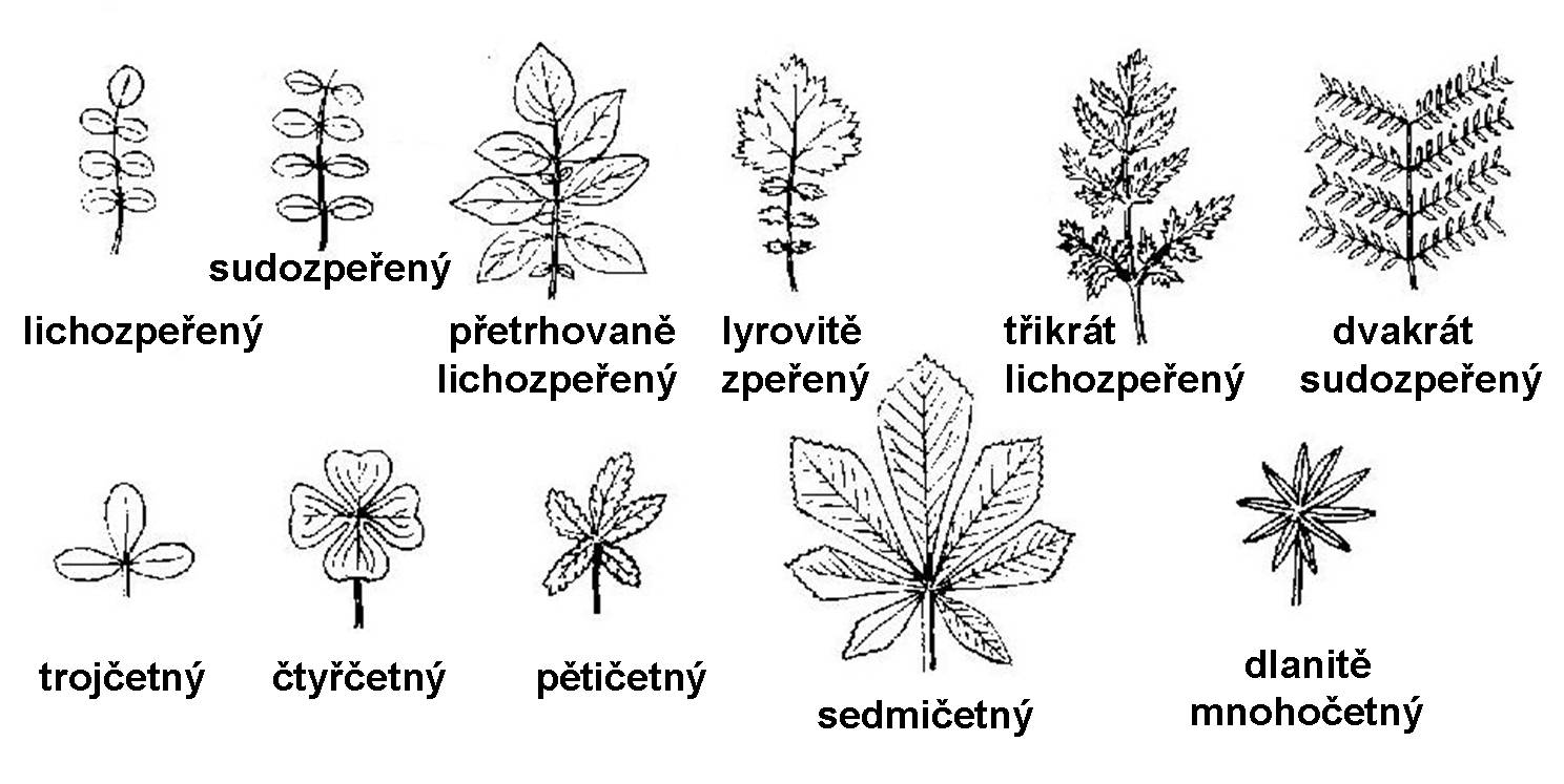 Obrázek: Příklady tvarů složených listů