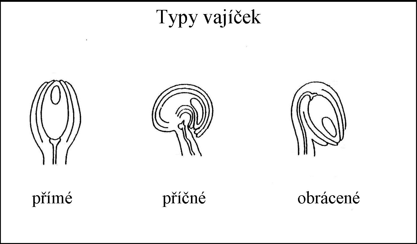 Obrázek: Typy vajíček - přímé (např. rdesnovité), příčné (např ...