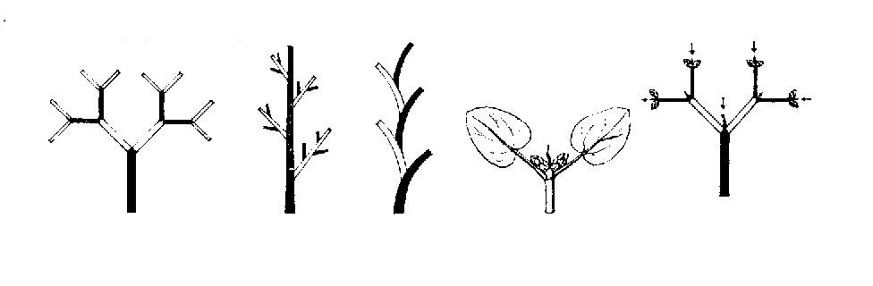 Obrázek: Typy větvení stonku