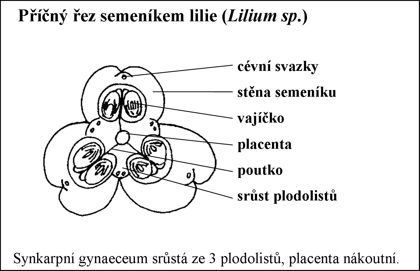 Příčný řez semeníkem tulipánu nebo lilie příprava preparátu