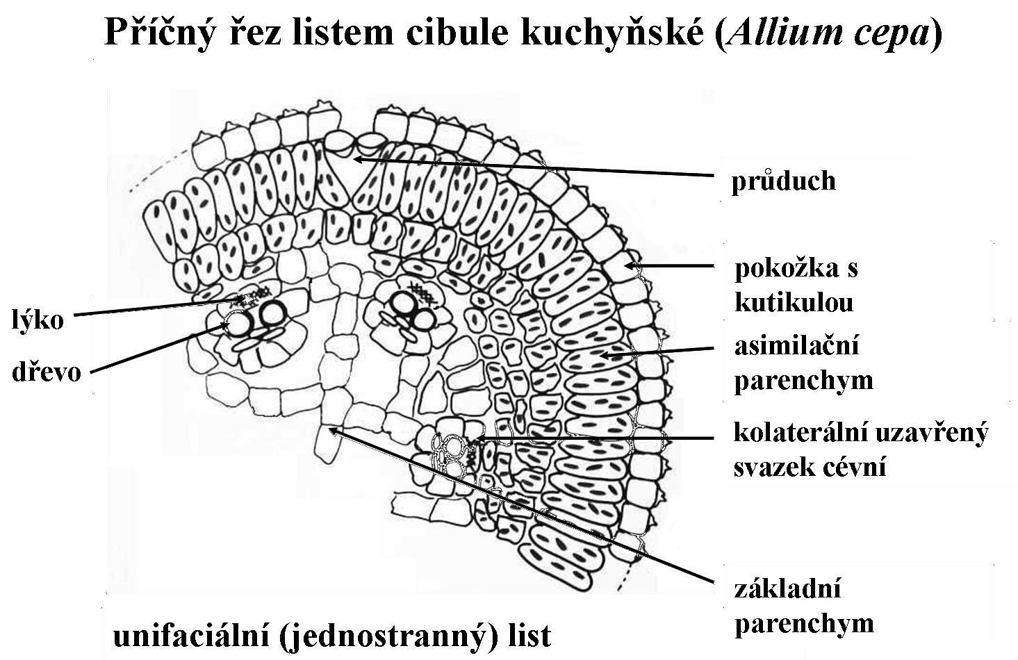Příčný řez stejnostranným listem kosatce příprava preparátu