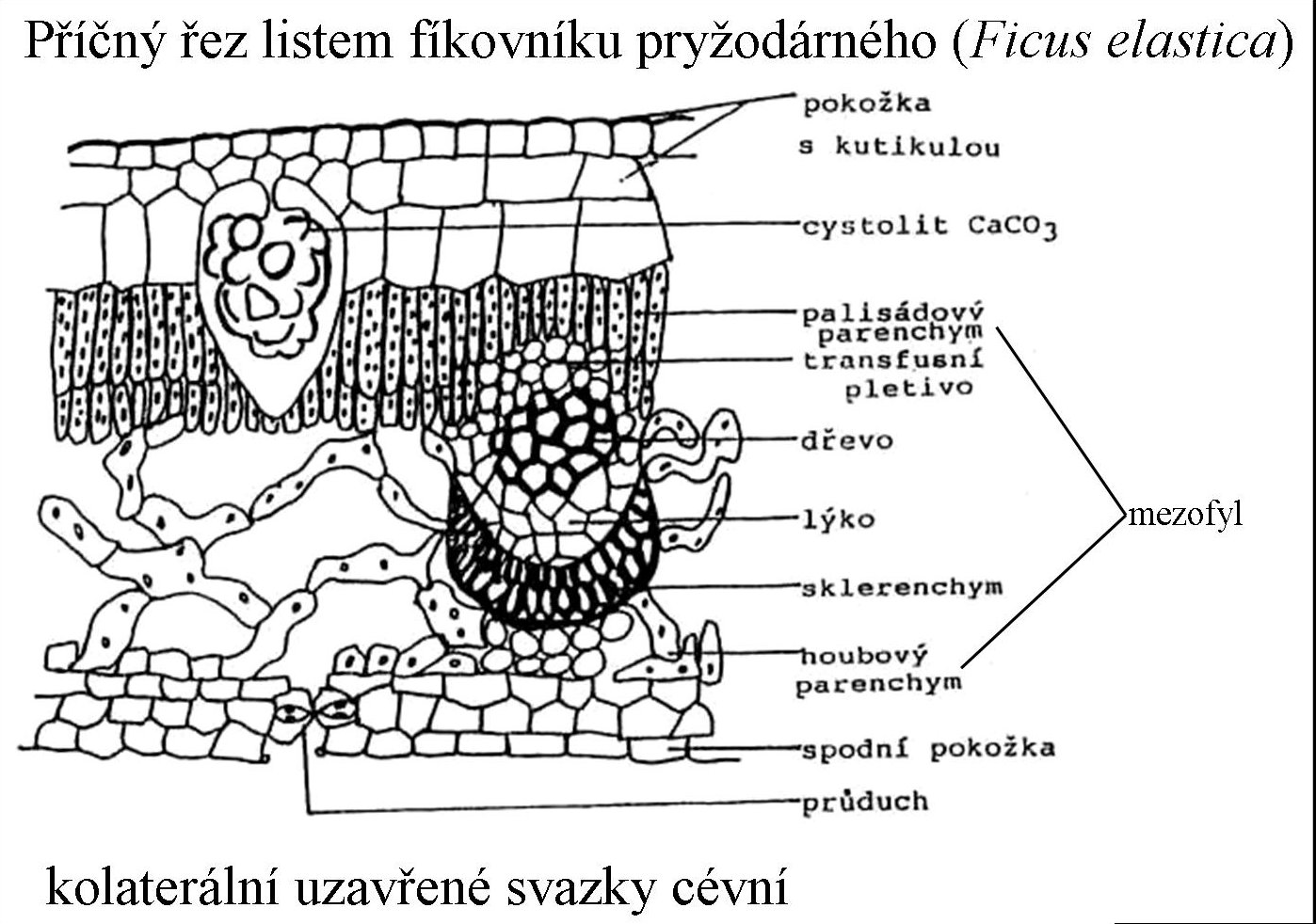 Příčný řez jednostranným listem cibule kuchyňské nebo pažitky pobřežní ...