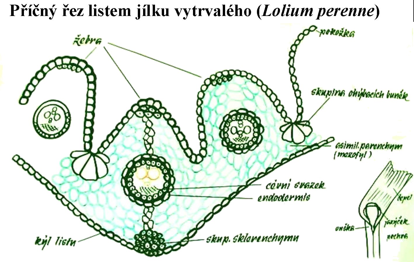 Příčný řez jehlicí borovice lesní příprava preparátu