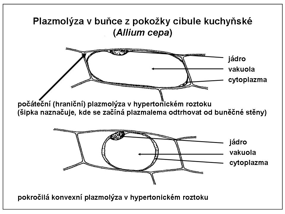 Plazmolýza v pokožkových buňkách listů Rhoëo discolor příprava preparátu
