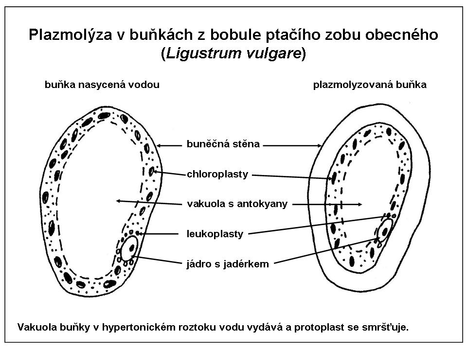 Plazmolýza v buňkách bobule ptačího zobu obecného příprava preparátu