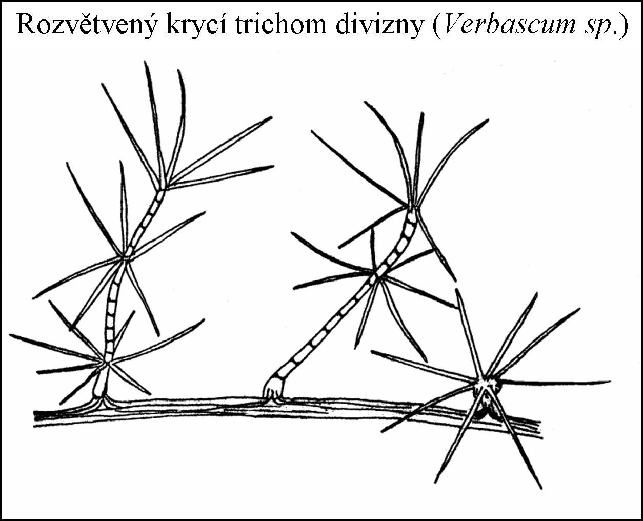 Trichom bavlníku zbarvený chlorzinkjodem příprava preparátu