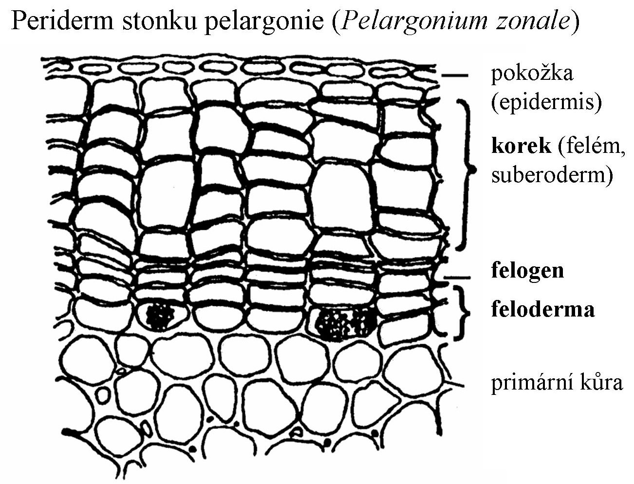 Borka na větvi dubu příprava preparátu