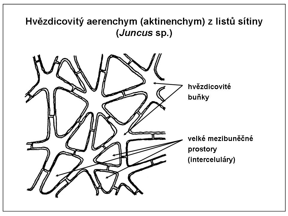 Aerenchym a sklereidy v listech lekníknu bílého příprava preparátu