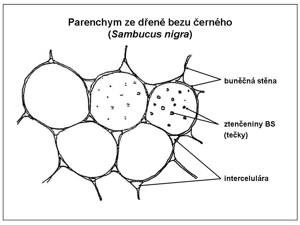 Aerenchym v listech sítiny příprava preparátu