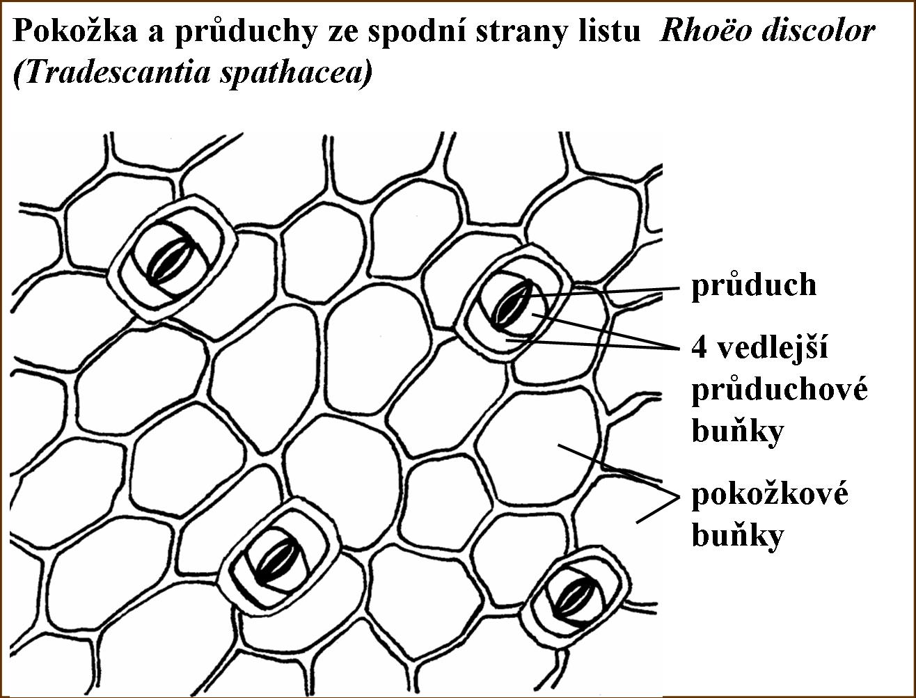 Průduchy na listech kosatce příprava preparátu