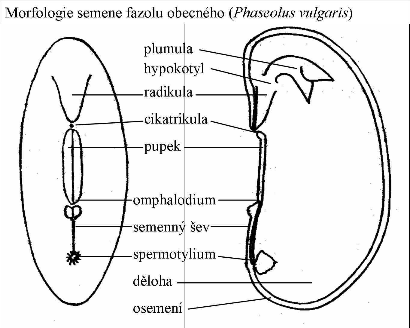 PPT - Plod a semeno PowerPoint Presentation - ID:3541647