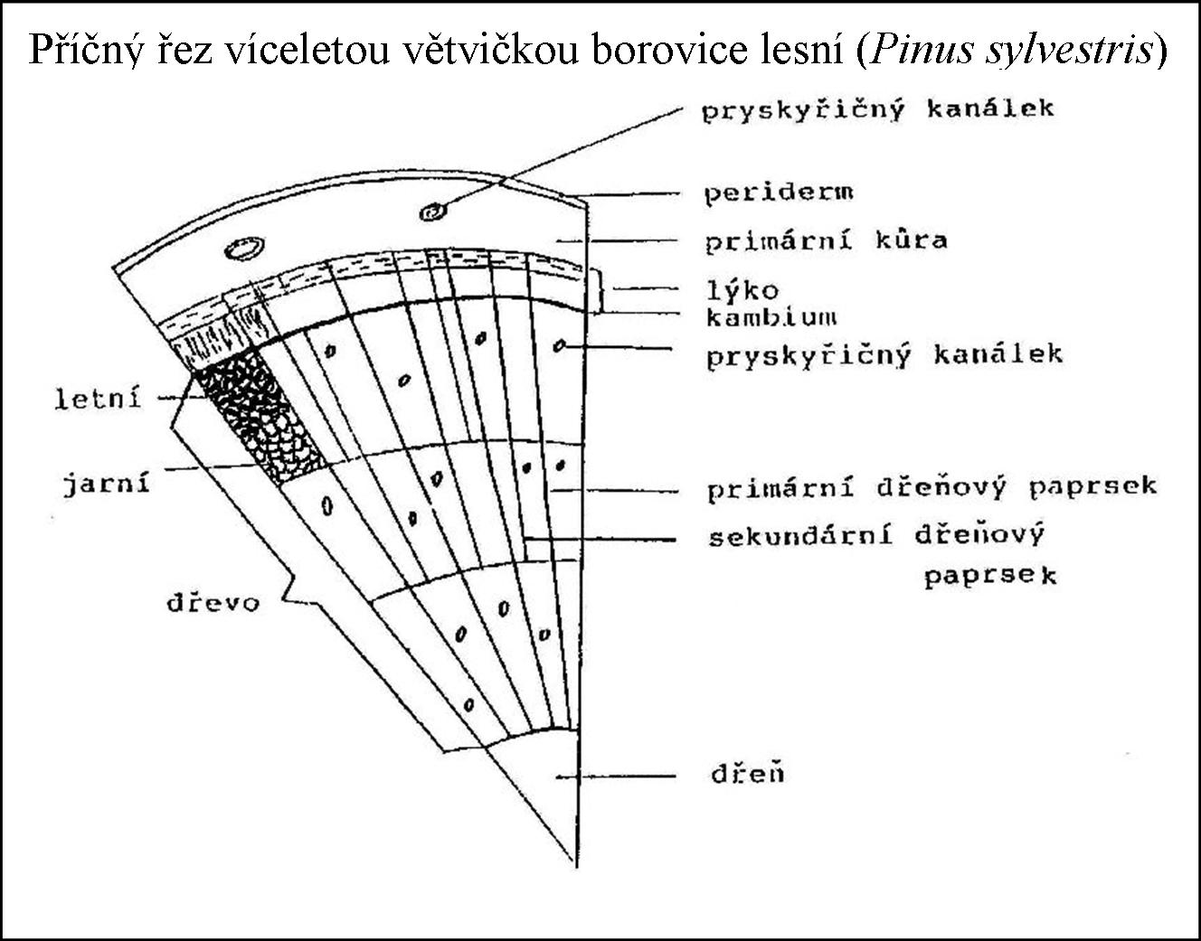 Příčný řez víceletou větvičkou borovice příprava preparátu