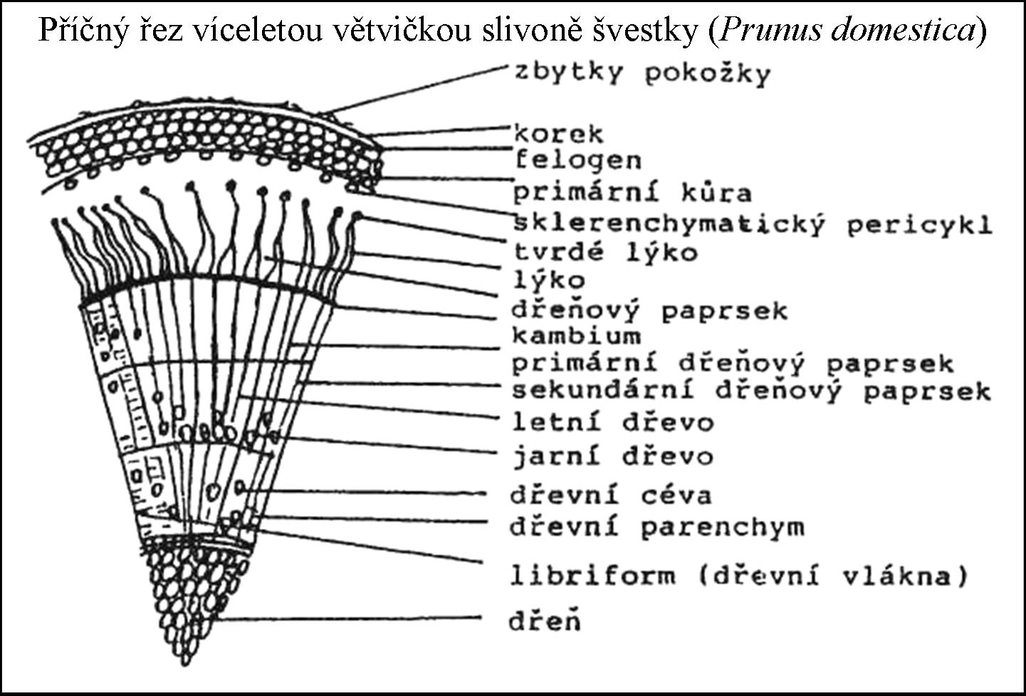 Příčný řez víceletou větvičkou borovice příprava preparátu
