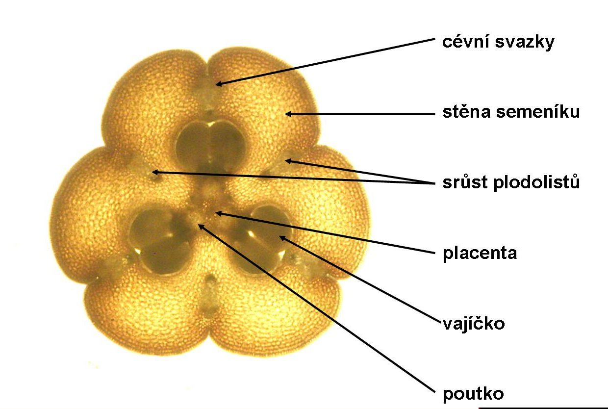 Příčný řez semeníkem tulipánu nebo lilie příprava preparátu