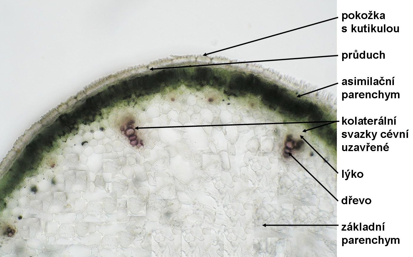 Příčný řez jednostranným listem cibule kuchyňské nebo pažitky pobřežní ...