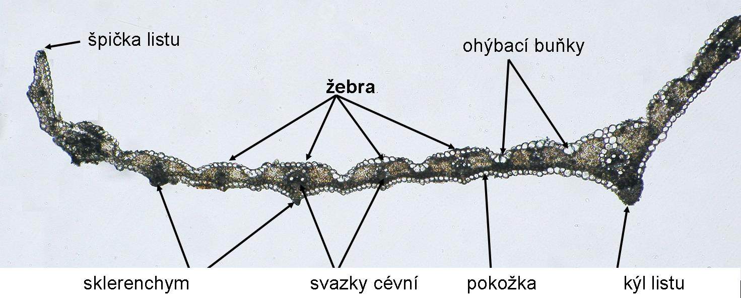 Příčný řez listem jílku vytrvalého příprava preparátu