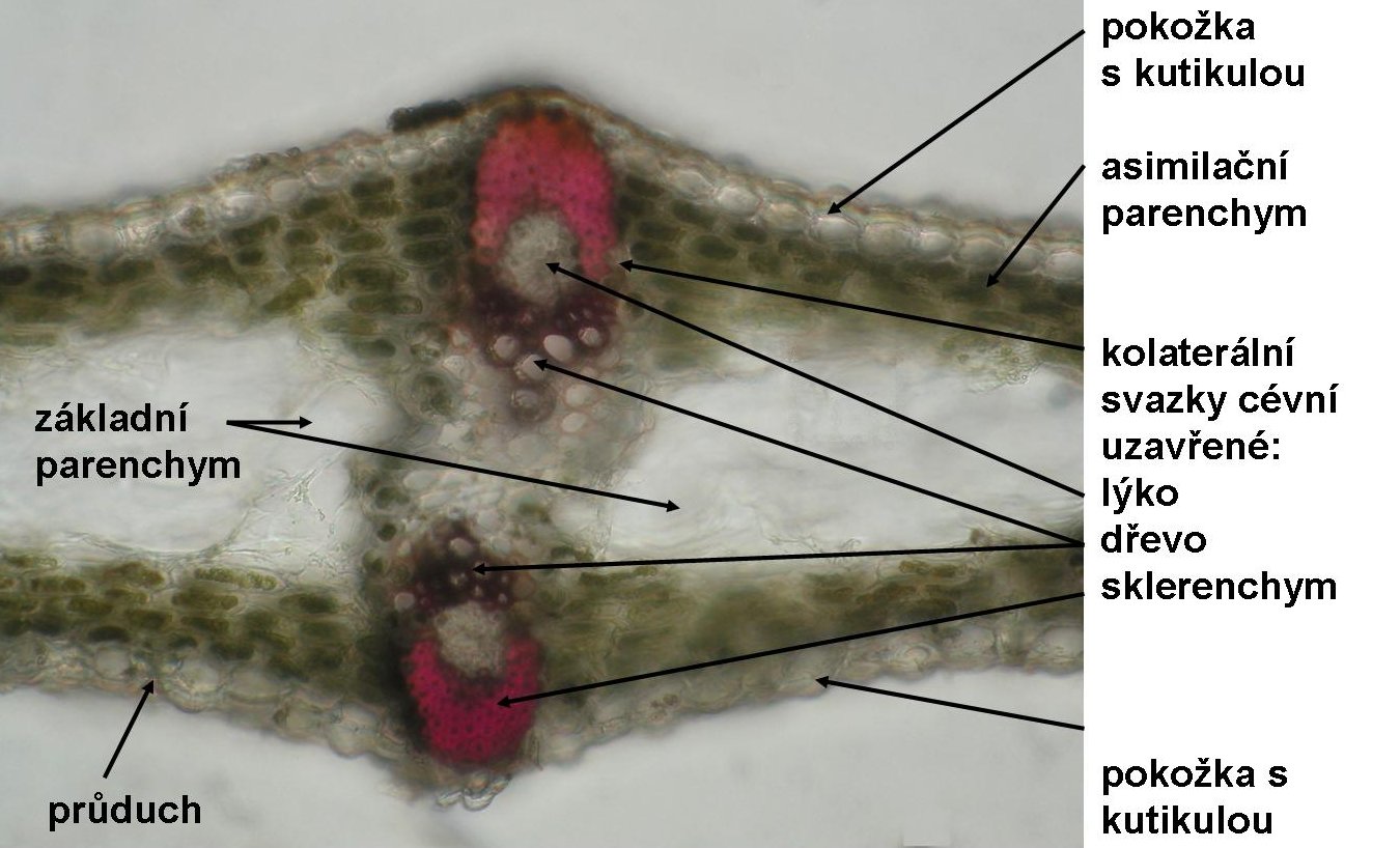 Příčný řez listem jílku vytrvalého příprava preparátu