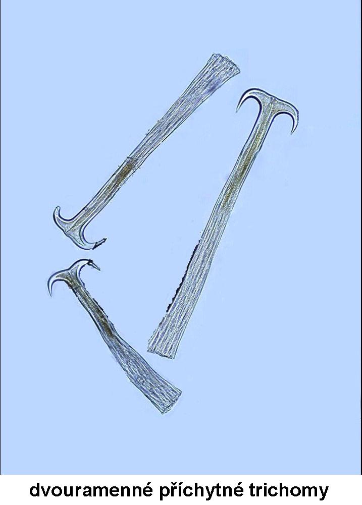 Příchytný trichom strošku