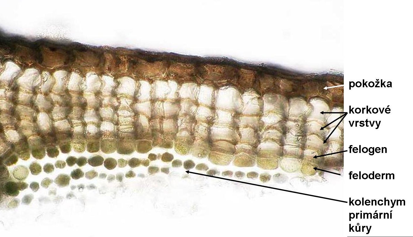 Borka na větvi dubu příprava preparátu