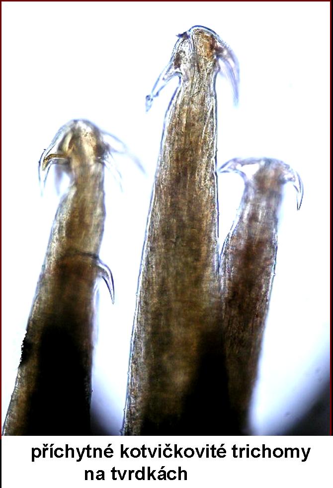 Příchytný trichom strošku