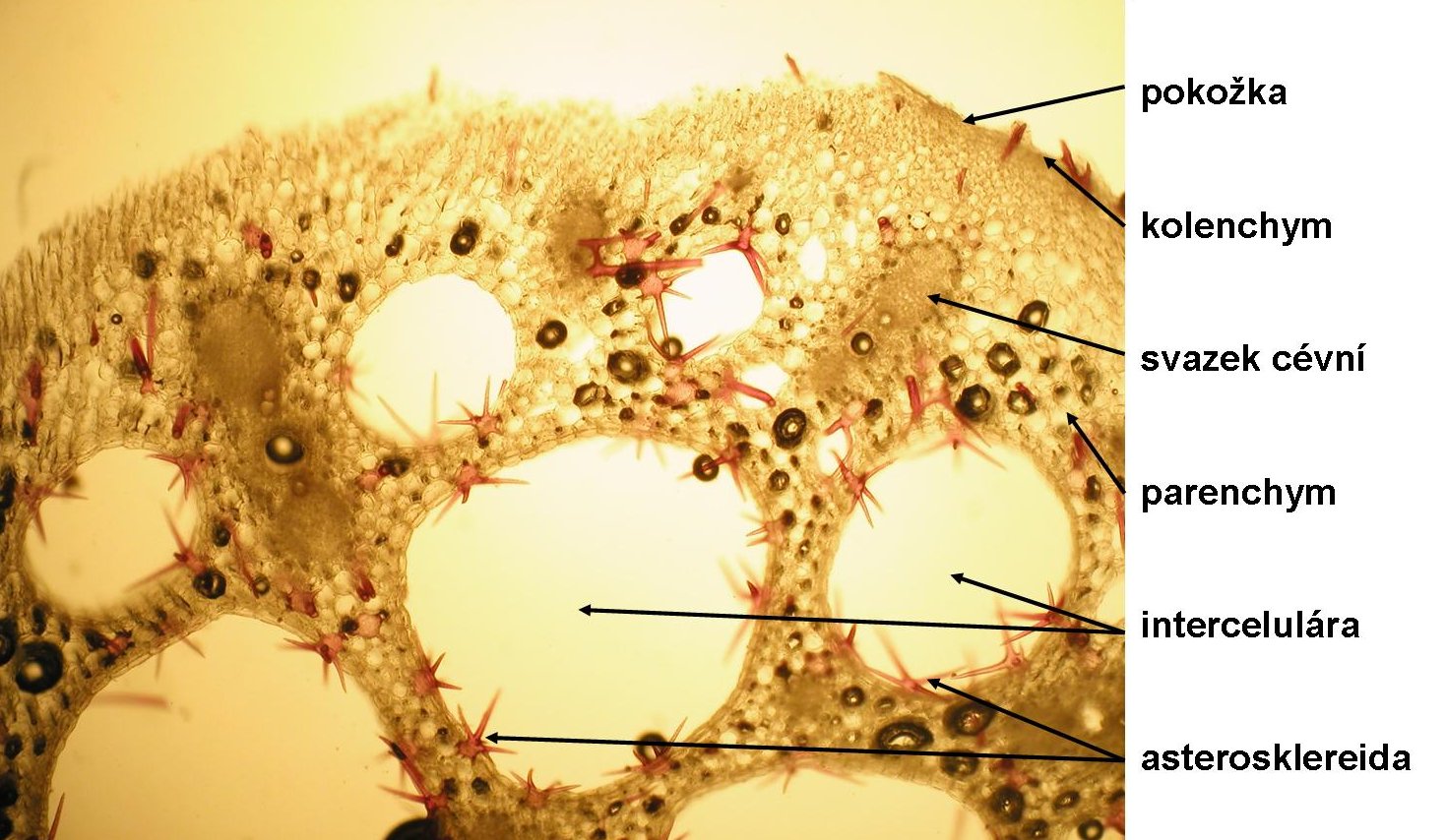 Kolenchym ve stonku hluchavky bílé příprava preparátu