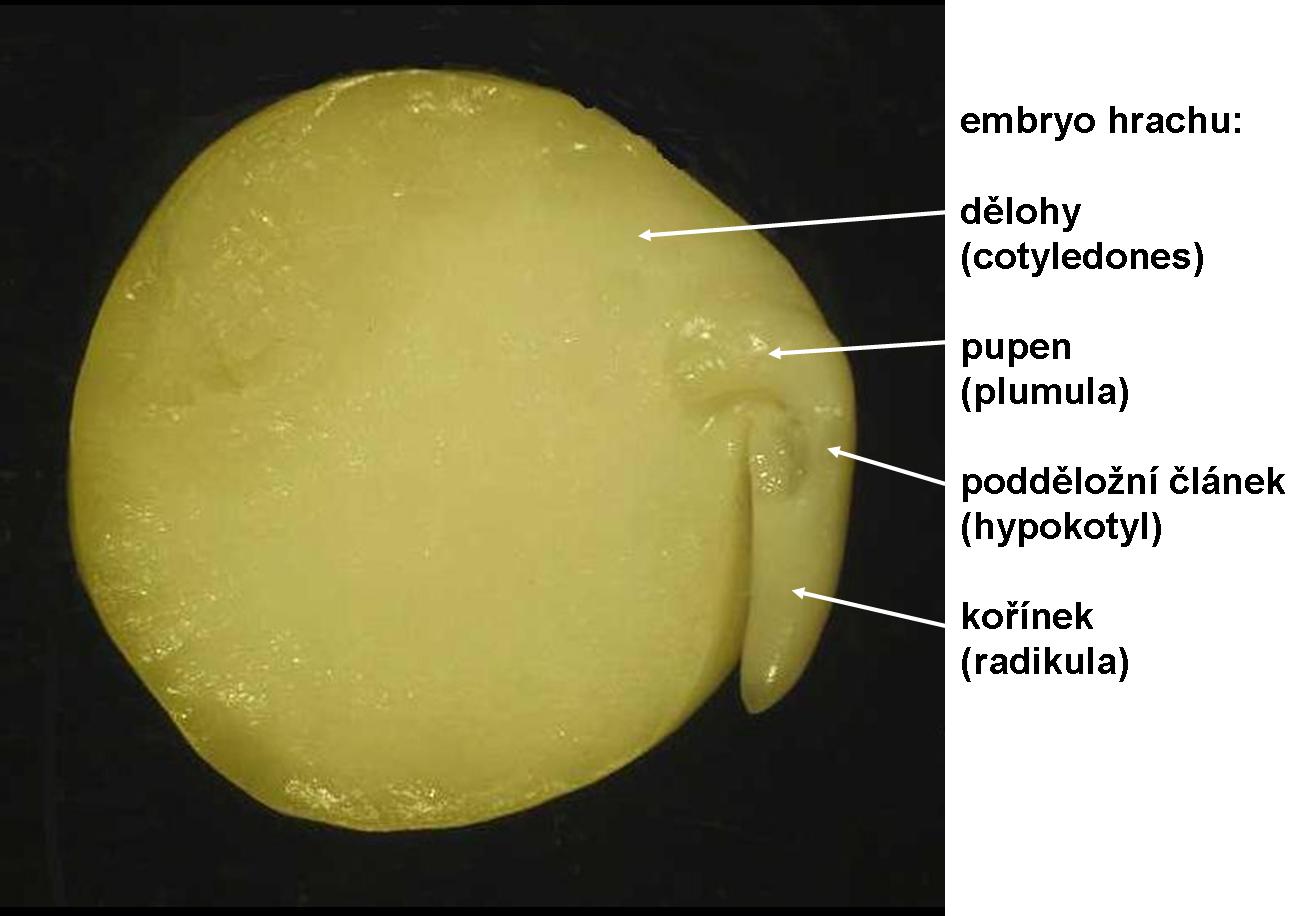 Praktická část: