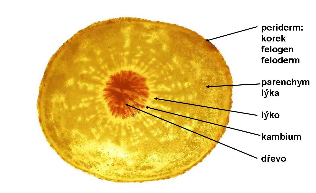 Příčný řez zásobním kořenem křenu selského příprava preparátu