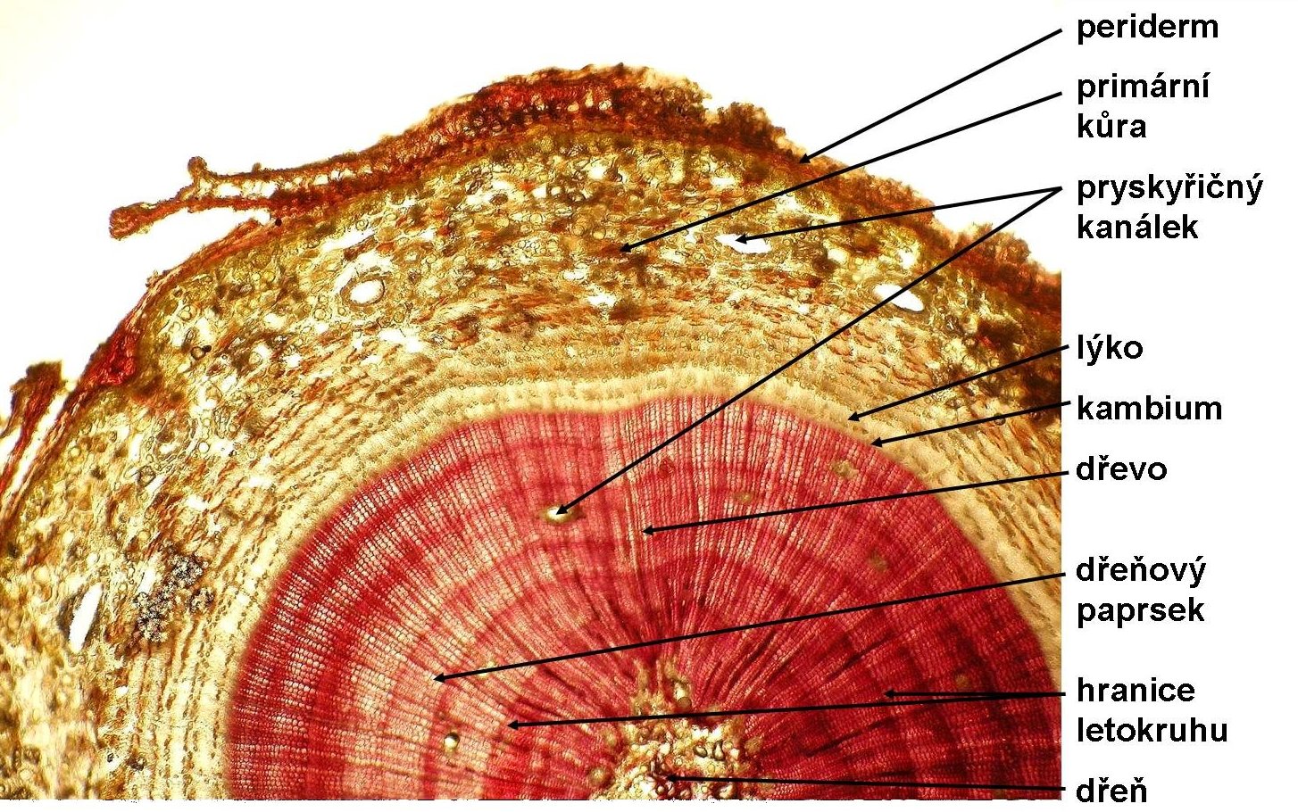 Sekundární stavba stonku