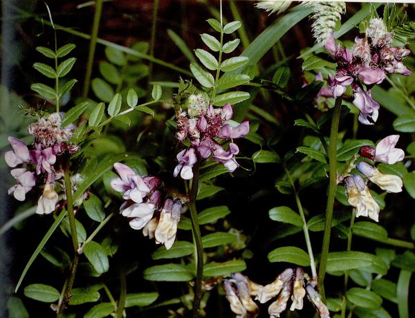 převzato z knihy: Die Farn- und BlÜtenpflanzen Baden-Würtenberg