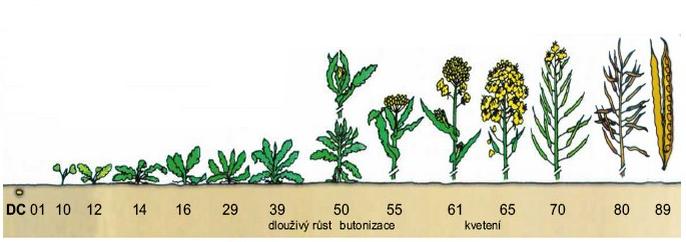 Výživa rostlin - cvičení - Odběr vzorků rostlin