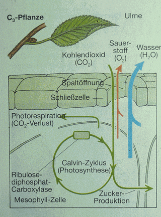 Multimediální učební texty z výživy rostlin