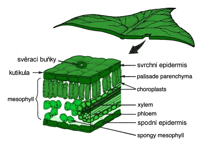 Multimediální učební texty z výživy rostlin