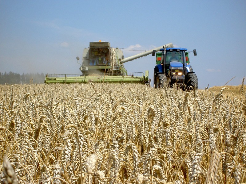 Katalog krmiv - Pšeničné otruby