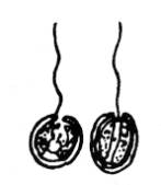 1. tř. CHRYSOPHYCEAE