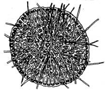 5. kmen CHLOROPHYTA - zelené řasy