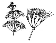 5. kmen CHLOROPHYTA - zelené řasy