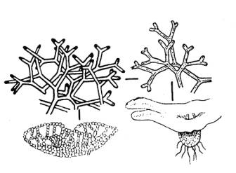 6. kmen Tracheophyta - cévnaté rostliny