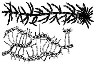 6. kmen Tracheophyta - cévnaté rostliny