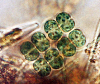 2 kmen CYANOPHYTA - sinice