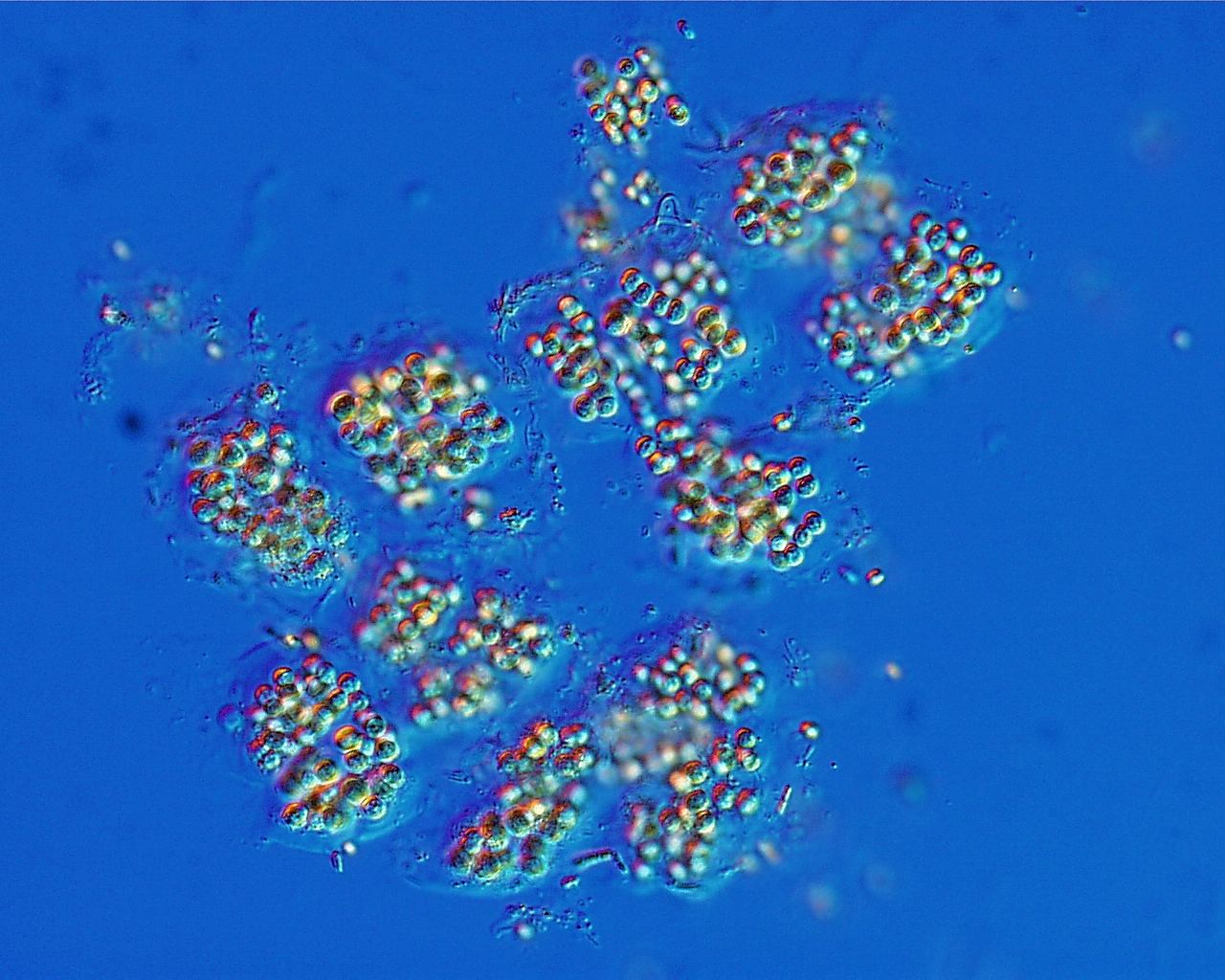 2 kmen CYANOPHYTA - sinice