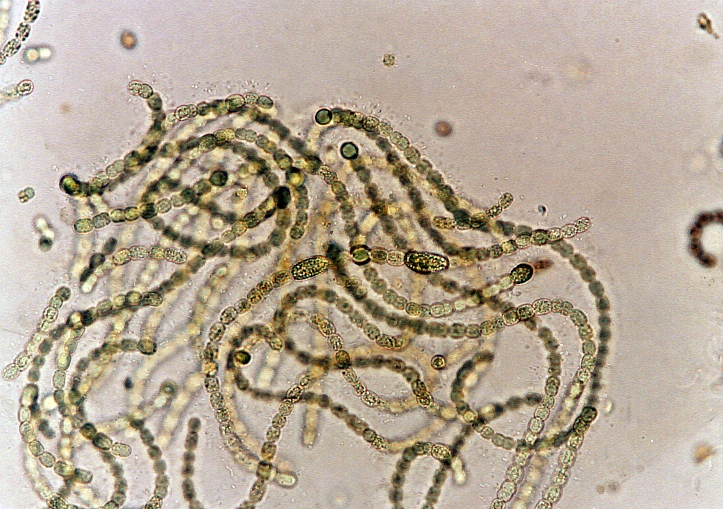 2 kmen CYANOPHYTA - sinice