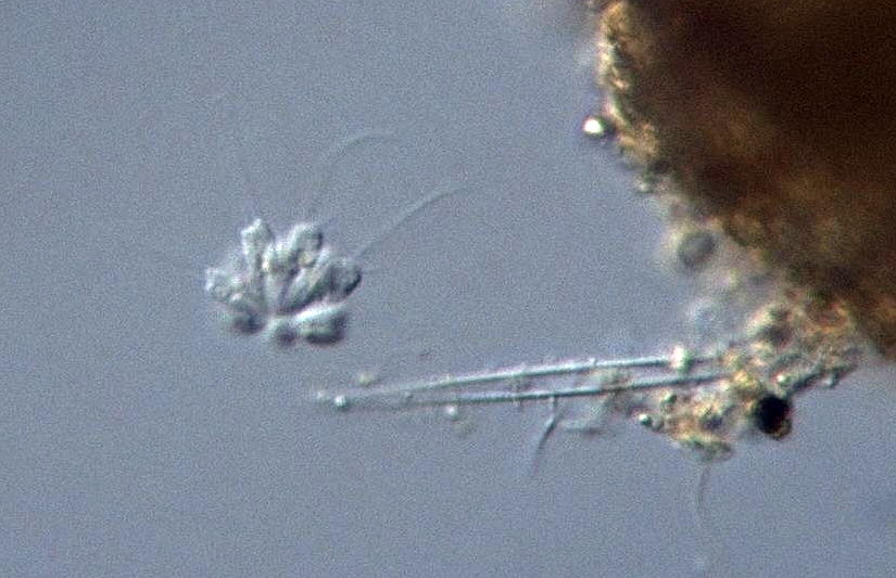 1. tř. CHRYSOPHYCEAE