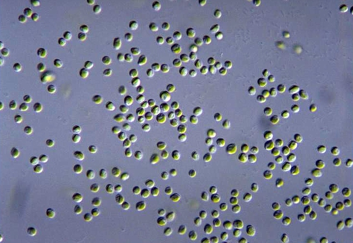 1. tř. CHRYSOPHYCEAE