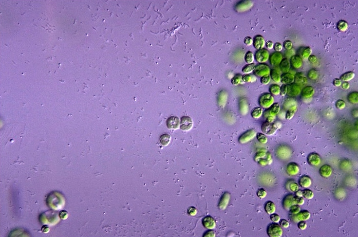 1. tř. CHRYSOPHYCEAE